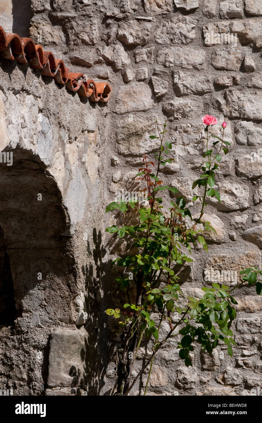 Rose in front of old stone house, Arre village, France Stock Photo - Alamy