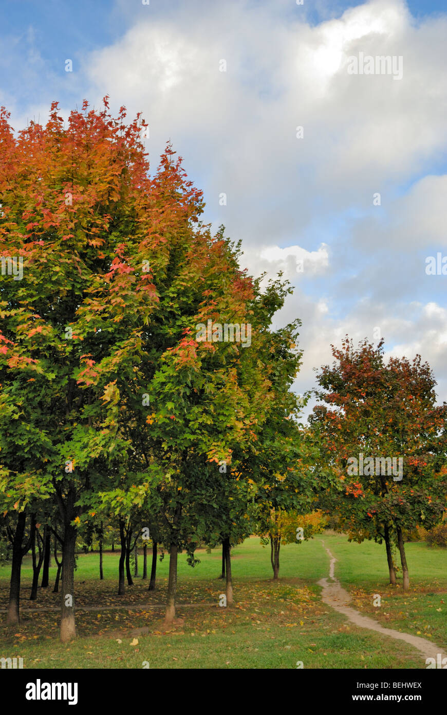 Autumn tree in park Stock Photo - Alamy