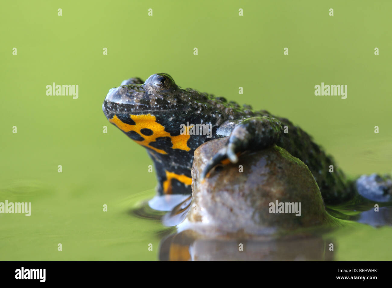 Yellow-bellied toad (Bombina variegata) in pond, Europe Stock Photo - Alamy