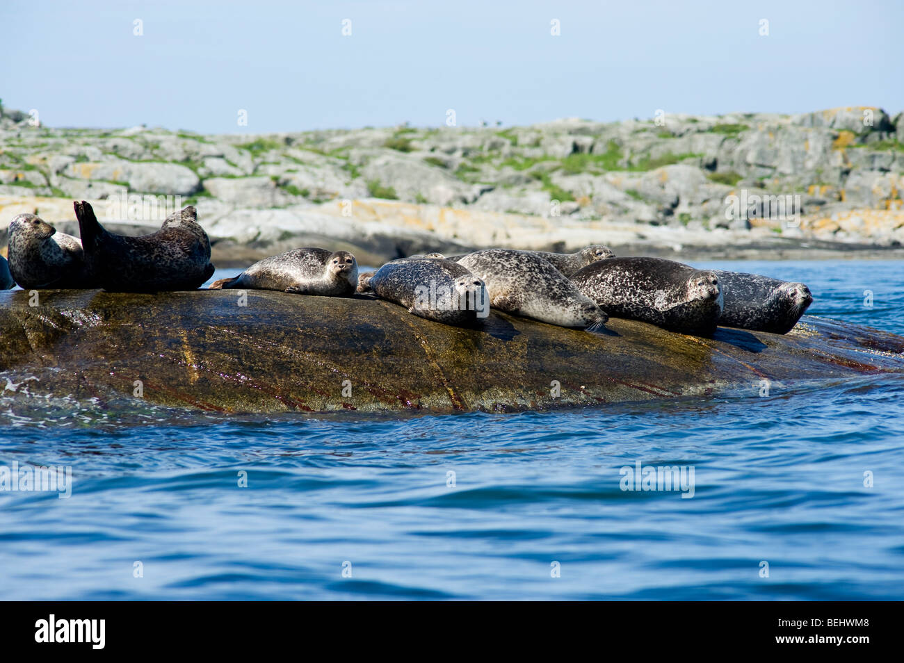 Seals basking on rocks hi-res stock photography and images - Alamy