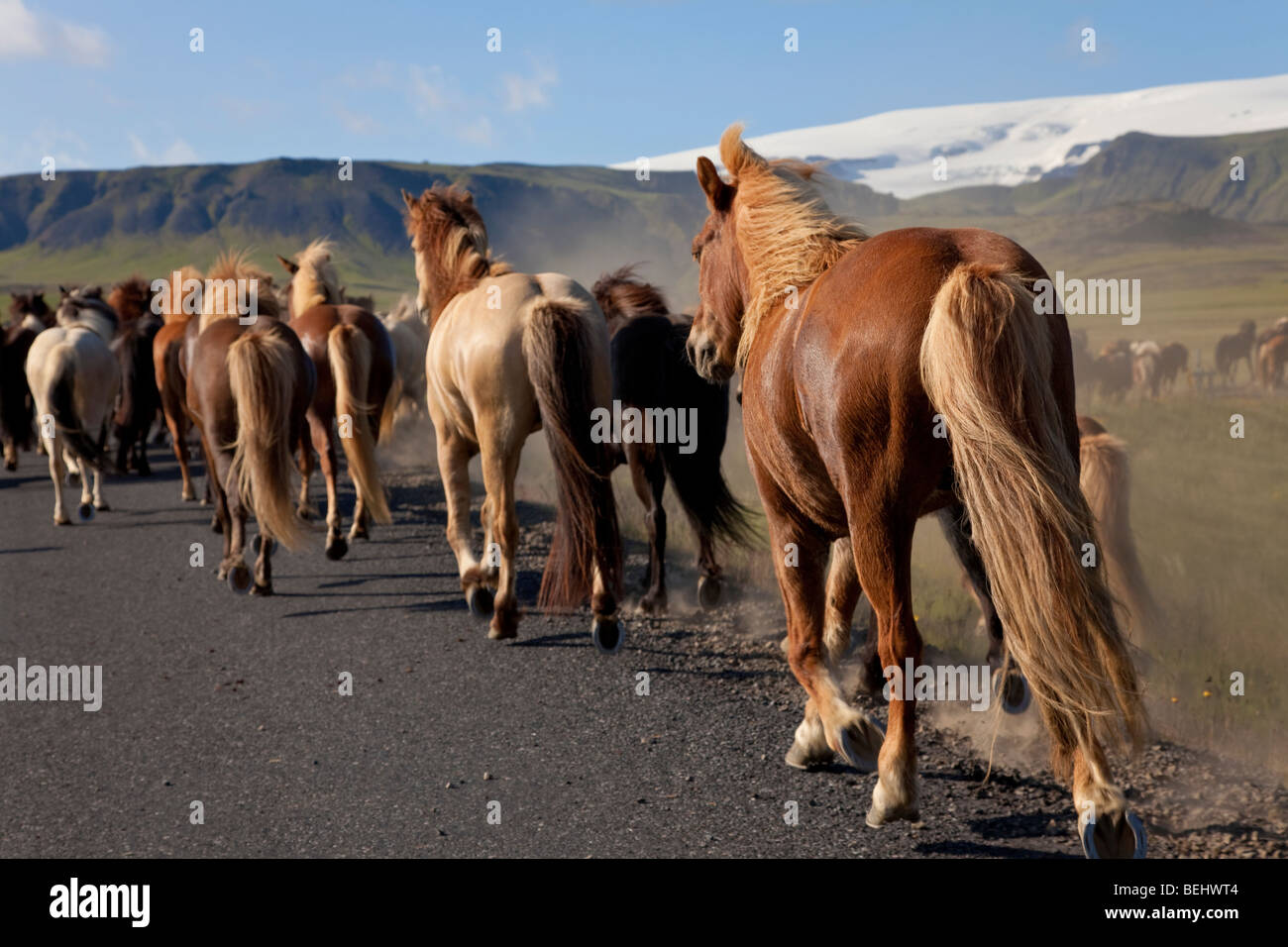Icelandic horses galloping by the side of a road, illuminated by golden ...
