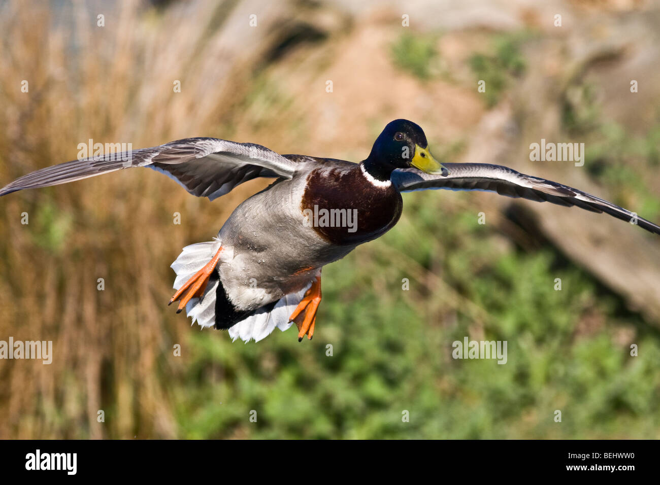 Mallard flight hi-res stock photography and images - Alamy