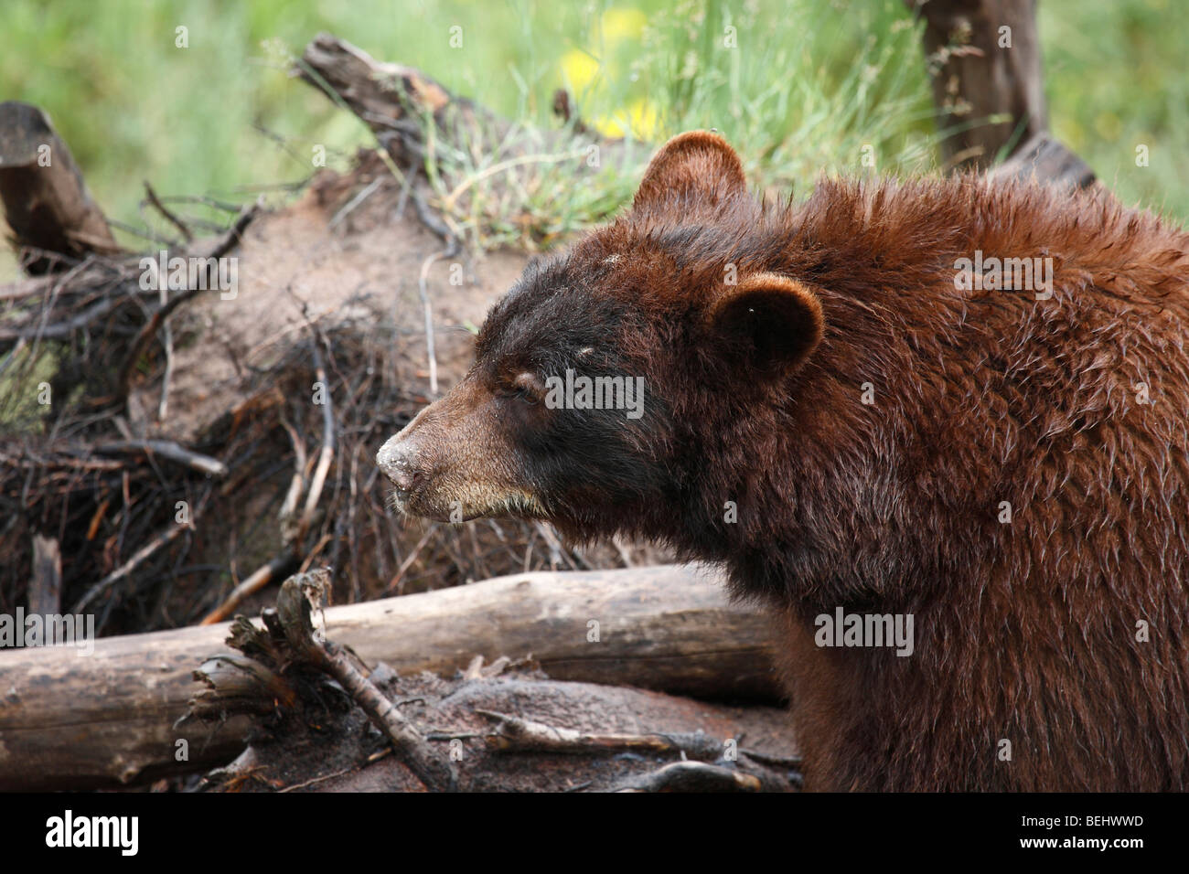 Brown bear wild beast close up closeup nobody none lives freely in ...