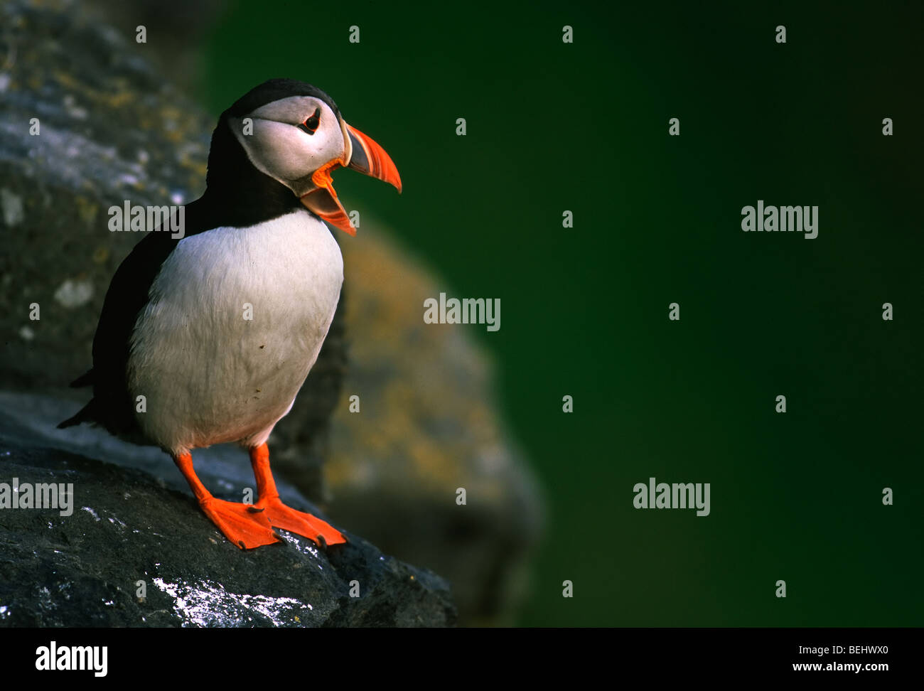 Atlantic Puffin (Fratercula arctica) calling from rock ledge Stock ...