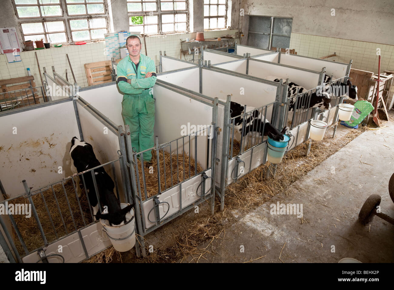 Portrait of a male farmer with Friesian calfs inside a cattle farm ...
