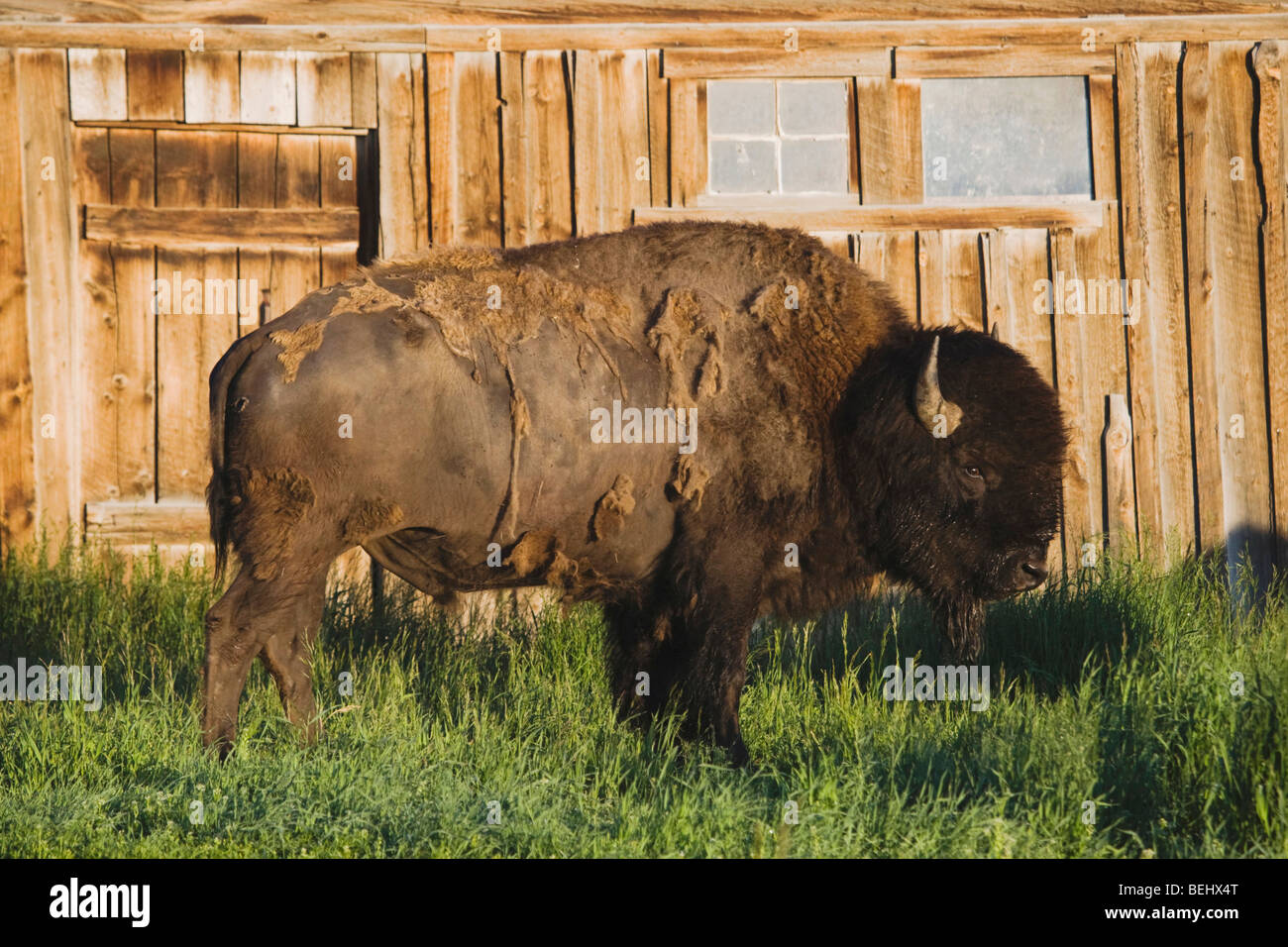 American Bison, Buffalo (Bison bison) adult in front of old wooden Barn ...