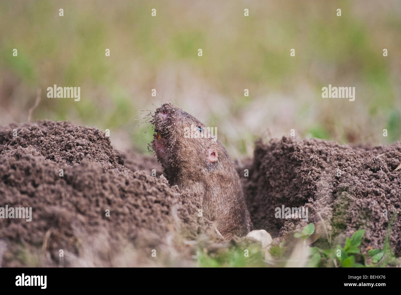 Attwater's Pocket Gopher (Geomys attwateri), adult looking out of ...