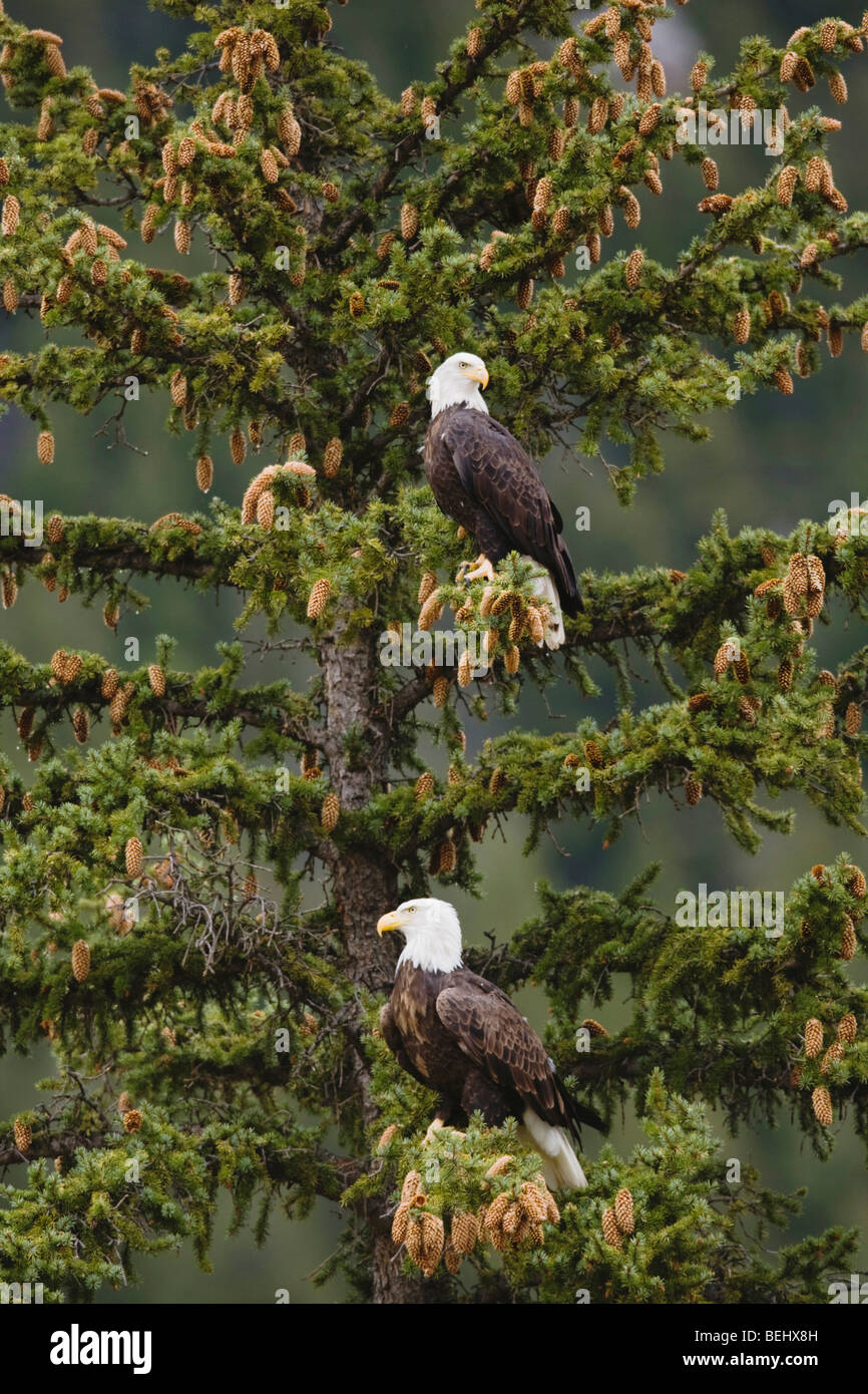 Bald Eagle (Haliaeetus leucocephalus), pair sitting in tree, Yellowstone River, Yellowstone ...