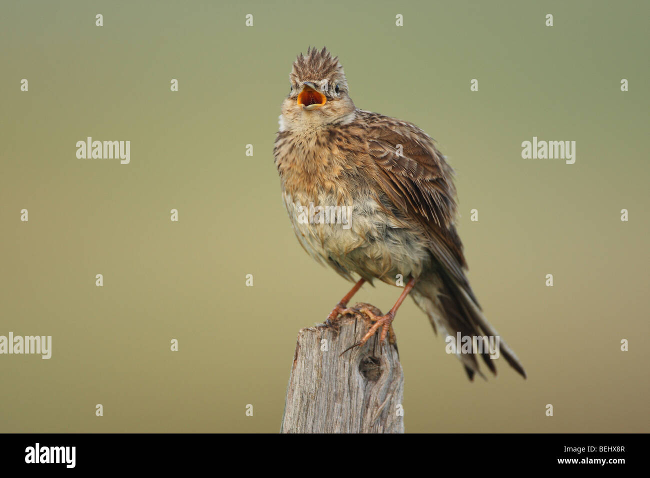 Skylark bird hi-res stock photography and images - Alamy