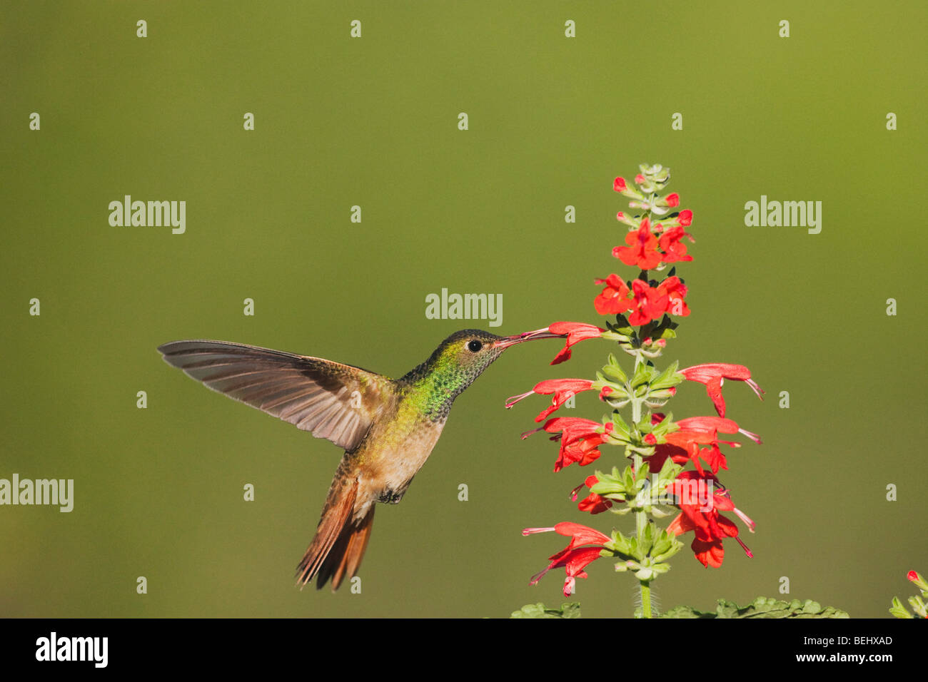 Buff bellied hummingbird hi-res stock photography and images - Alamy