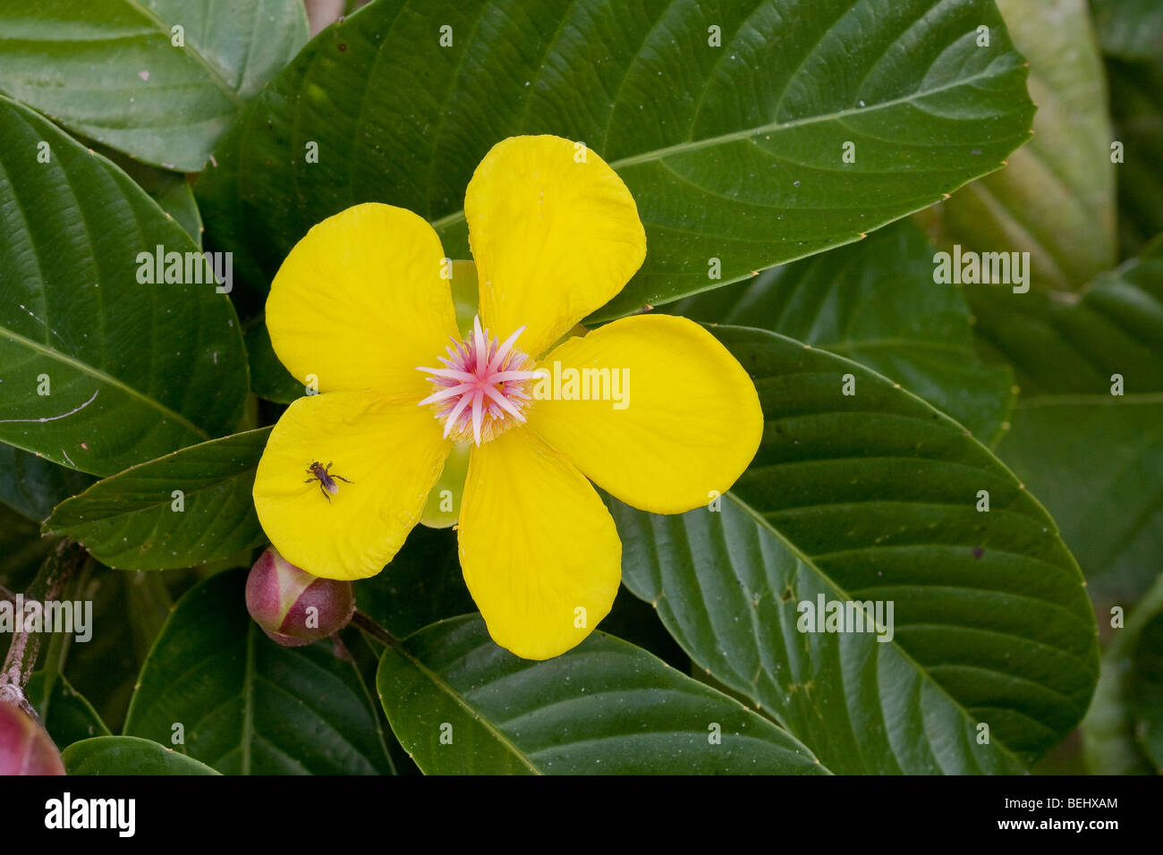 Excelsa hi-res stock photography and images - Alamy