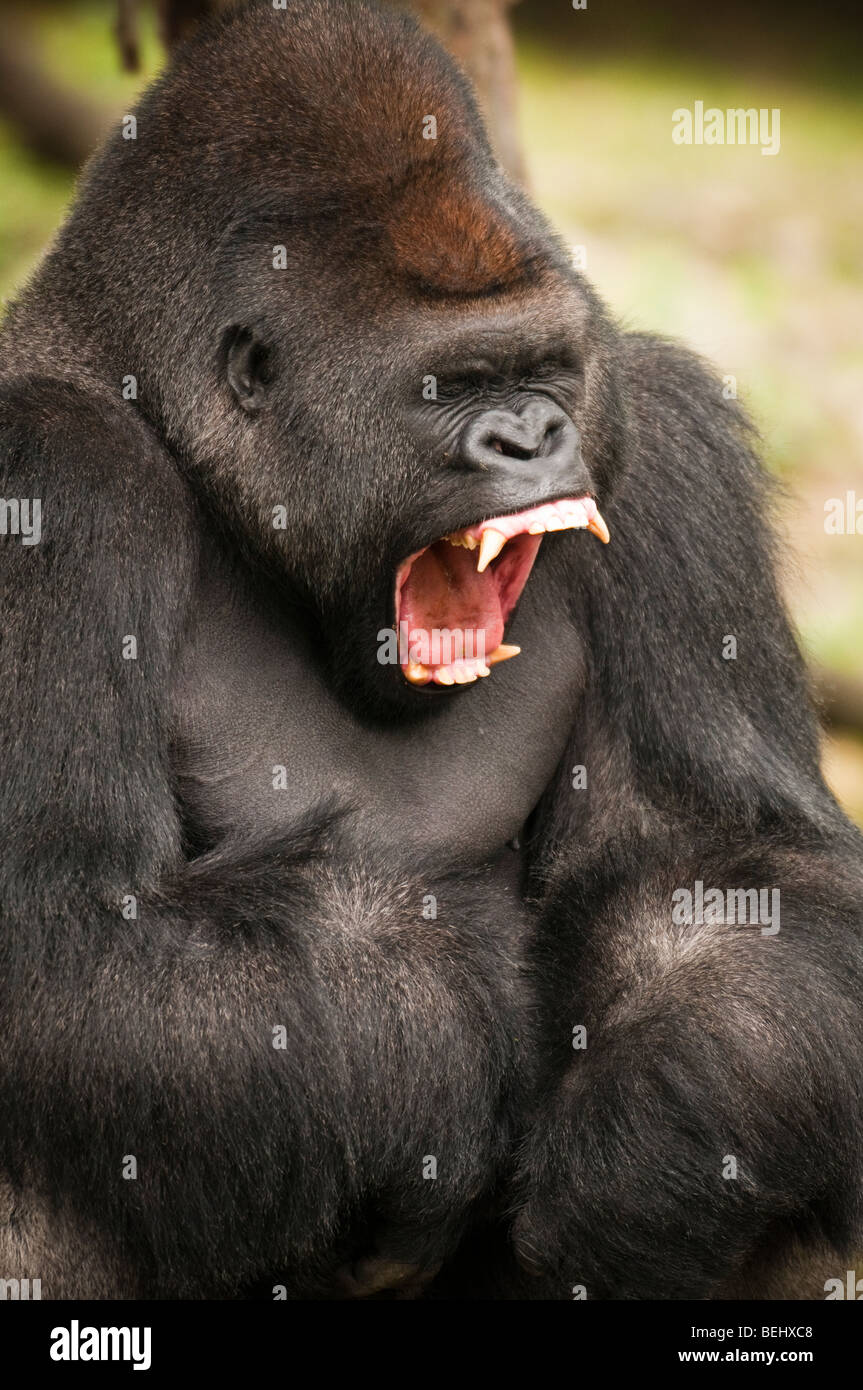 Silverback Gorilla Teeth