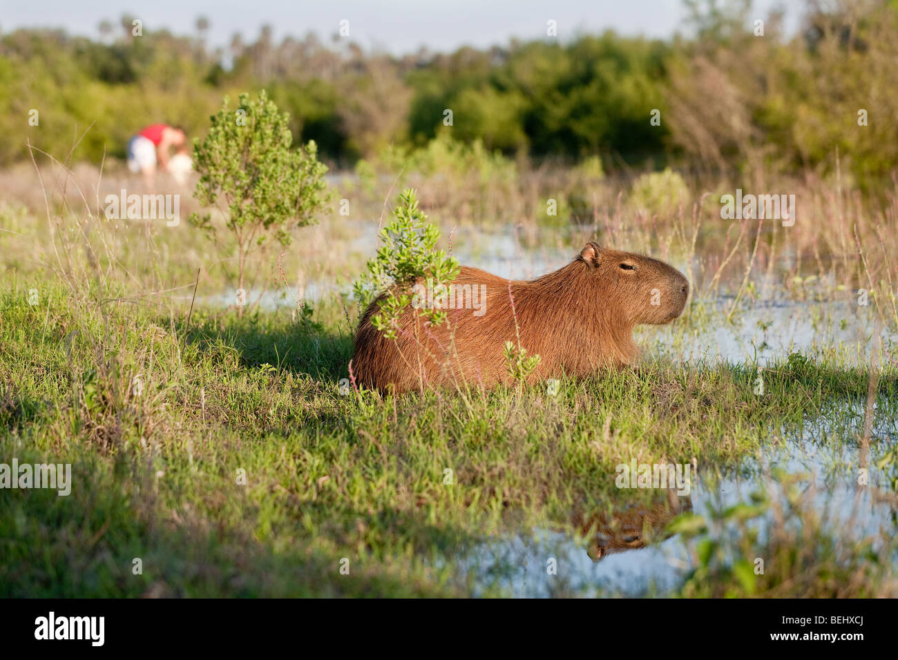 CAPYBARA Hydrochoeris hydrochaeris AT RIVER SHORE AND TOURISTS WALKING ...