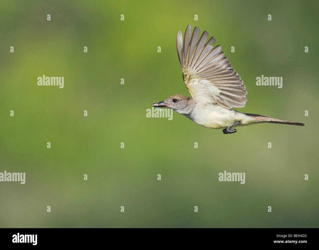 Birds that catch insects in flight hi-res stock photography and images ...