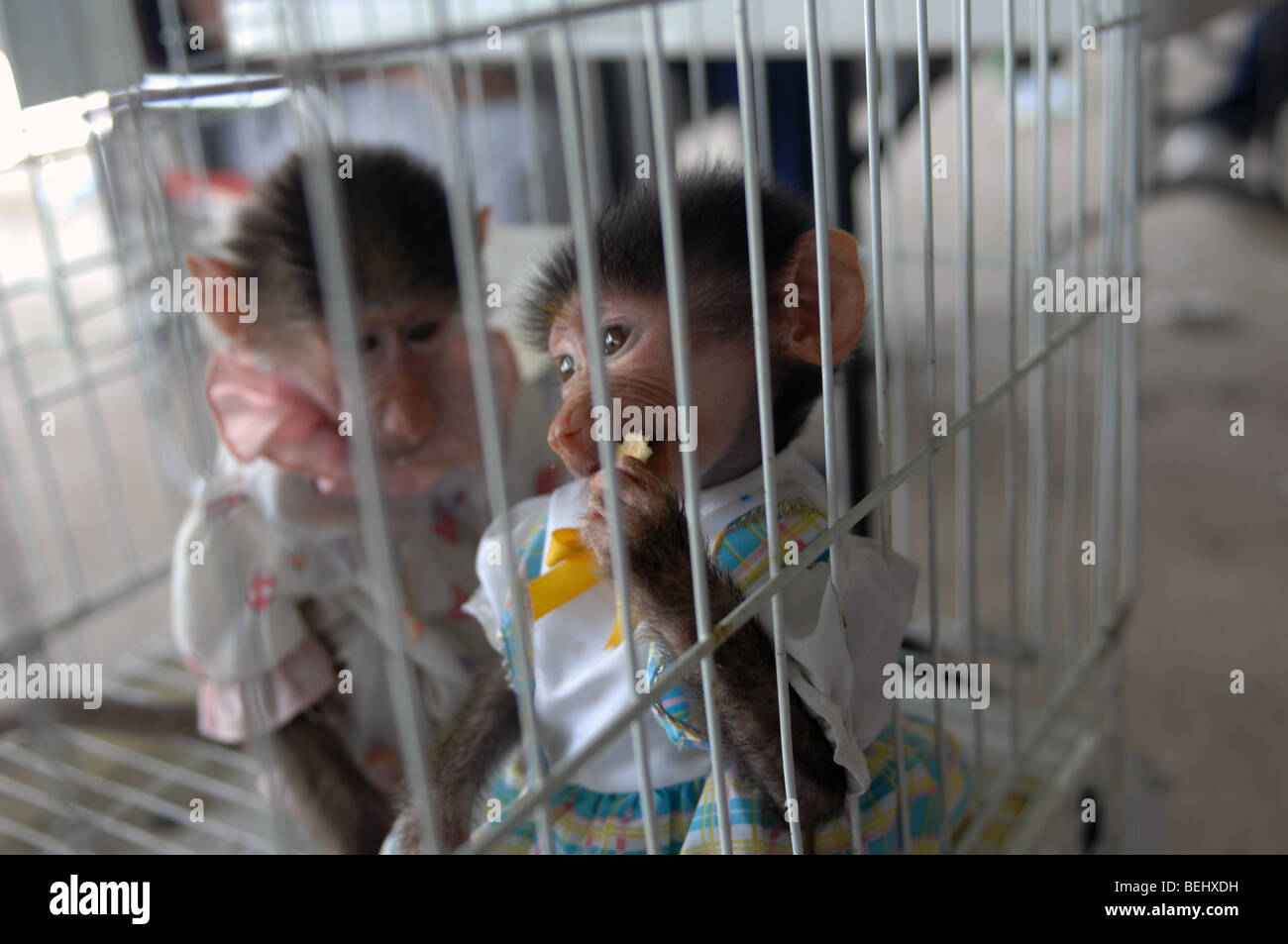 Caged Baby Monkeys, Friday Market, Kuwait Stock Photo - Alamy