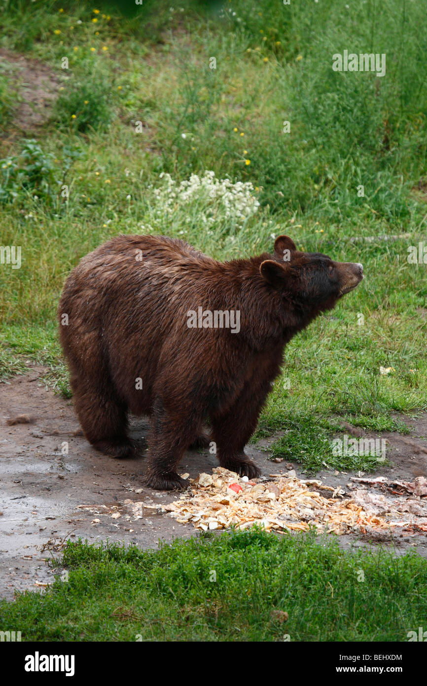 Black bear adult hi-res stock photography and images - Alamy