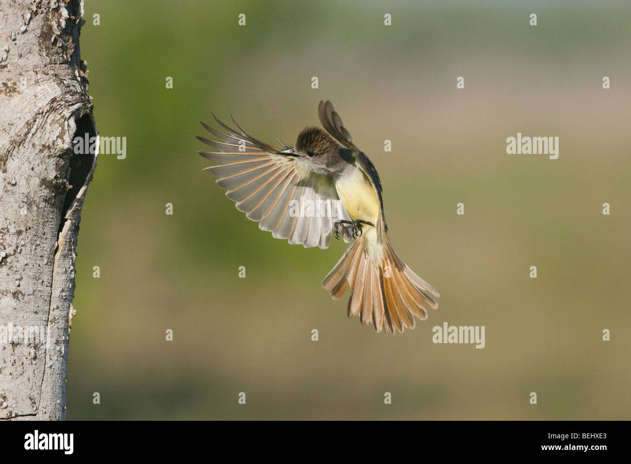 Brown-crested Flycatcher (Myiarchus tyrannulus), adult in flight with ...