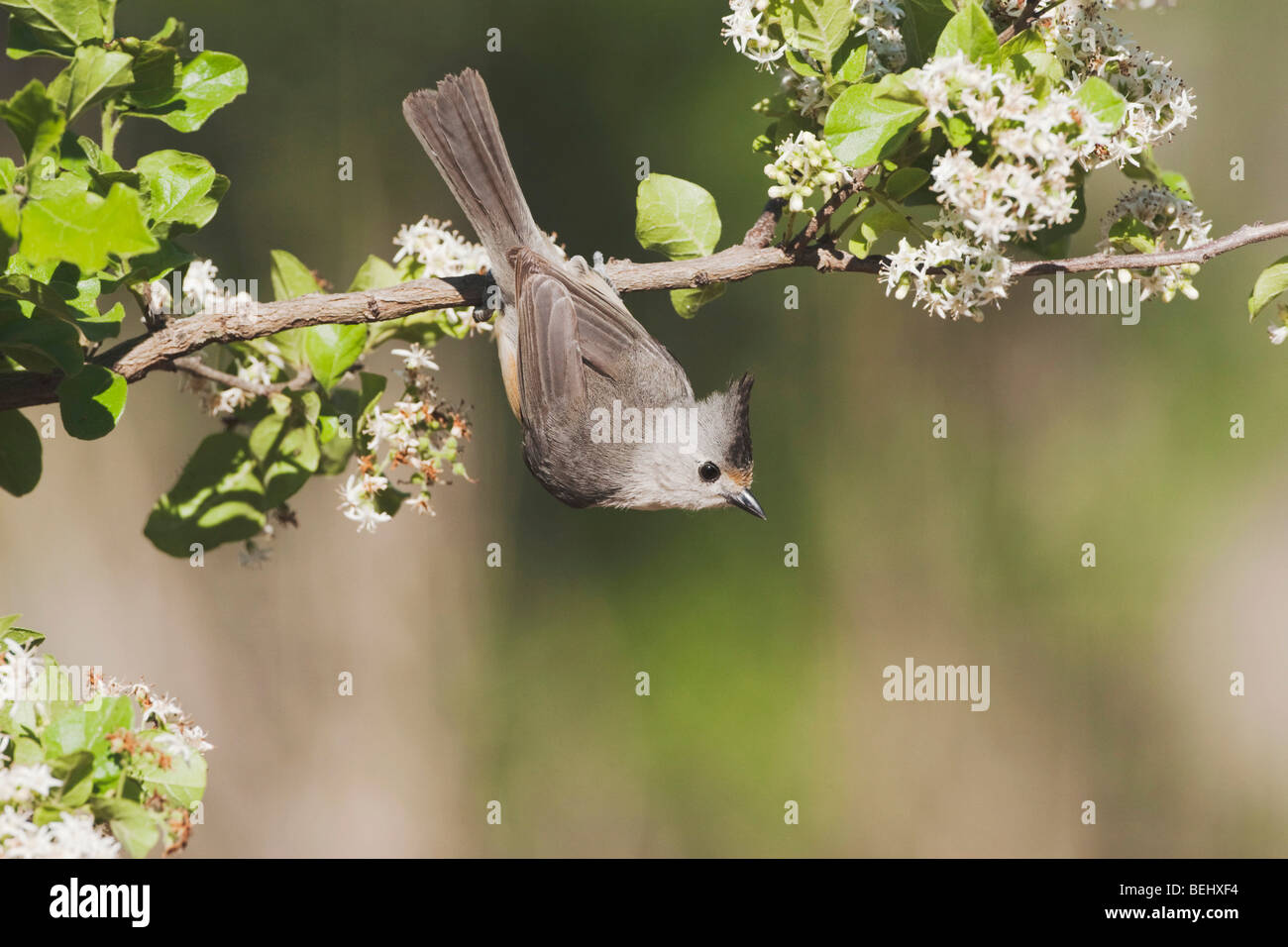 Black crested titmouse hi-res stock photography and images - Alamy