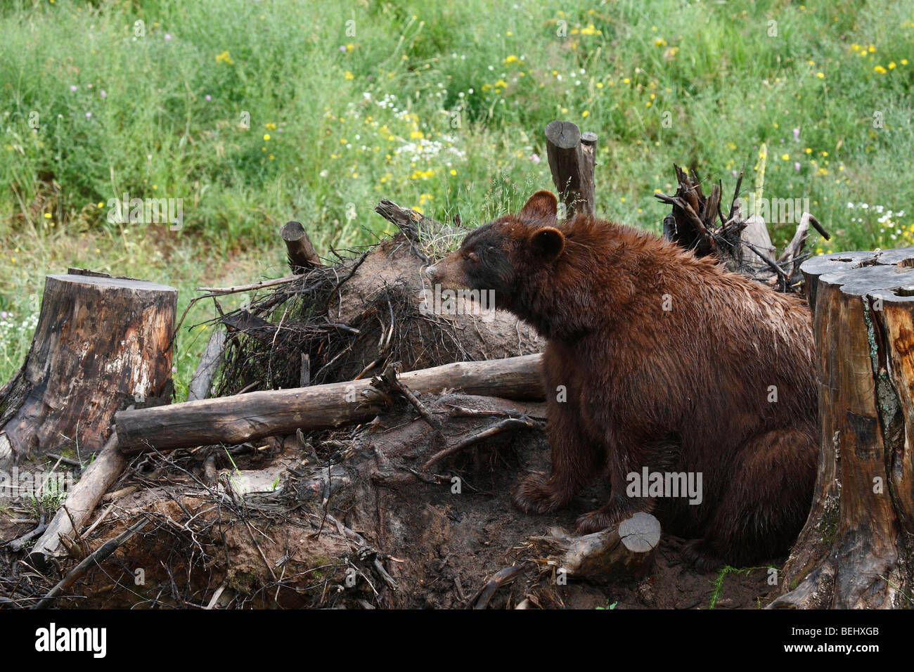 Brown bear a wild animal in Michigan MI Upper Peninsula pictures images ...
