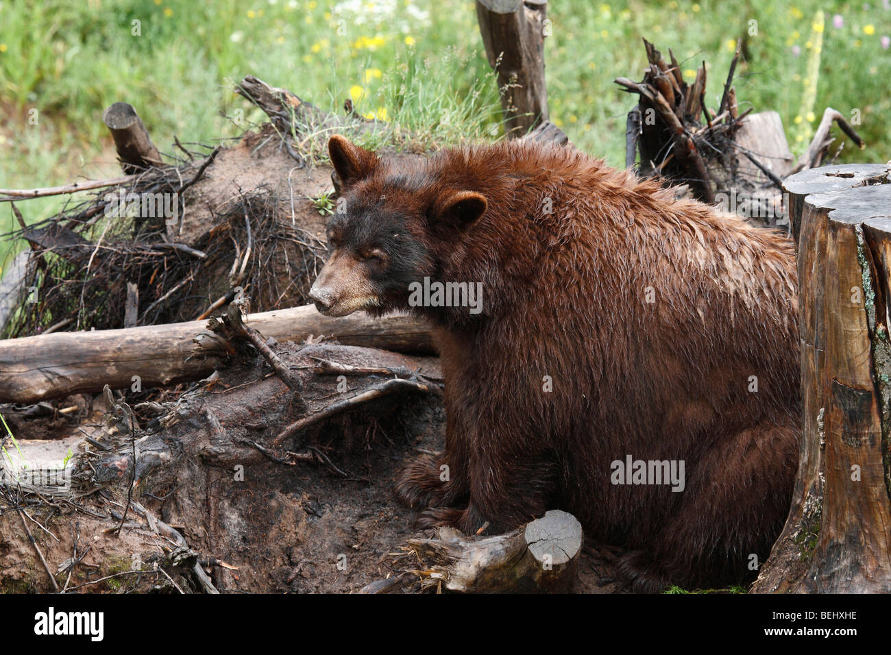 Single brown bear hi-res stock photography and images - Alamy