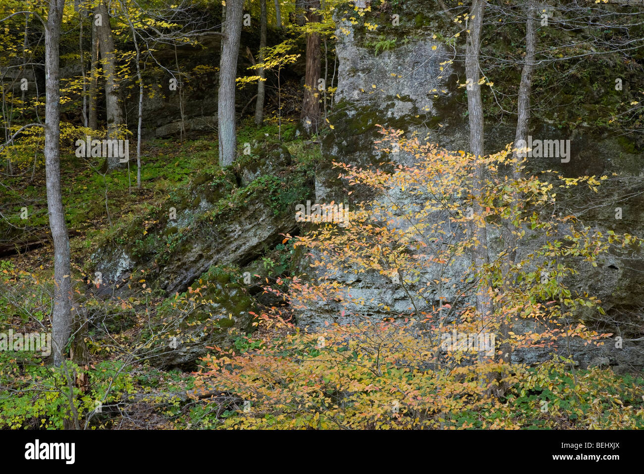 autumn trees on limestone bluff, Backbone State Park, Iowa Stock Photo ...