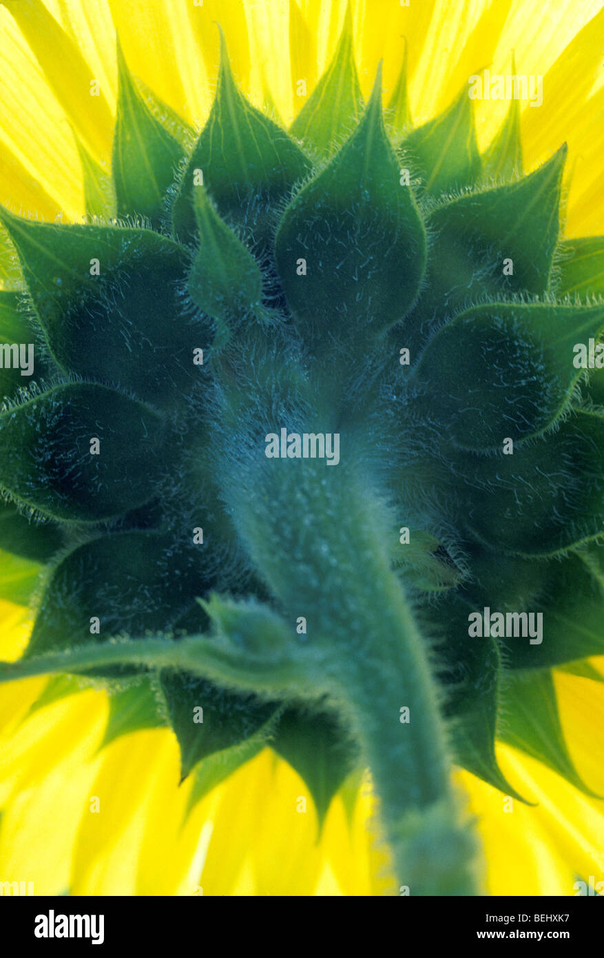 Sunflower stems stalk hi-res stock photography and images - Alamy