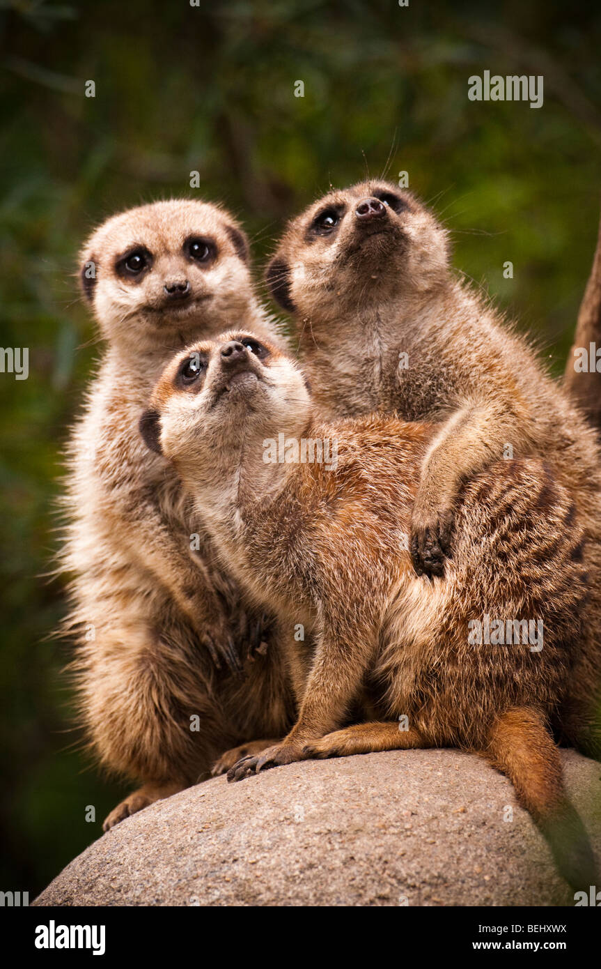 Cautious animals hi-res stock photography and images - Alamy