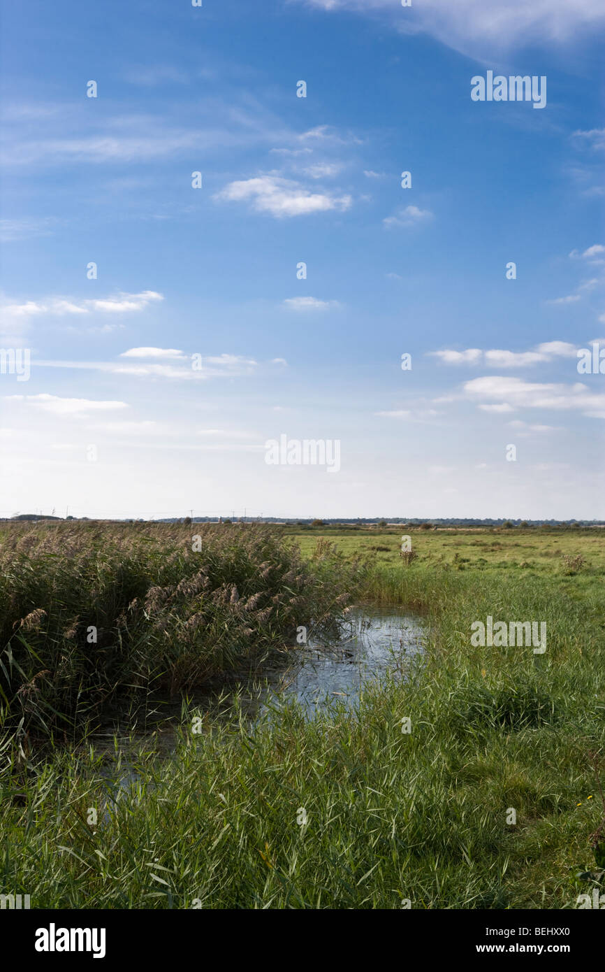 Reed beds hi-res stock photography and images - Alamy