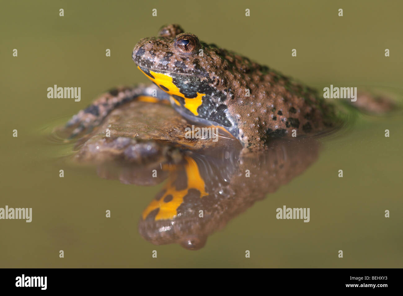 Yellow-bellied toad (Bombina variegata) in pond, Europe Stock Photo - Alamy
