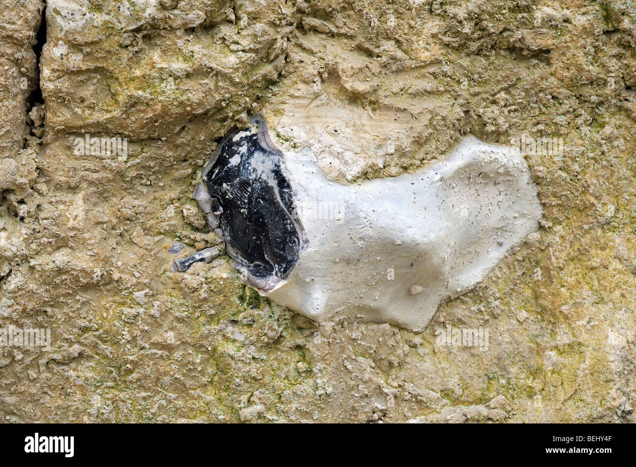 Flint / chert / silex in chalk cliff at Cap Blanc-Nez, Cote d'Opale ...