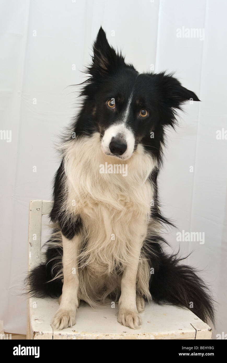 Border-collie sitting in chair Stock Photo - Alamy