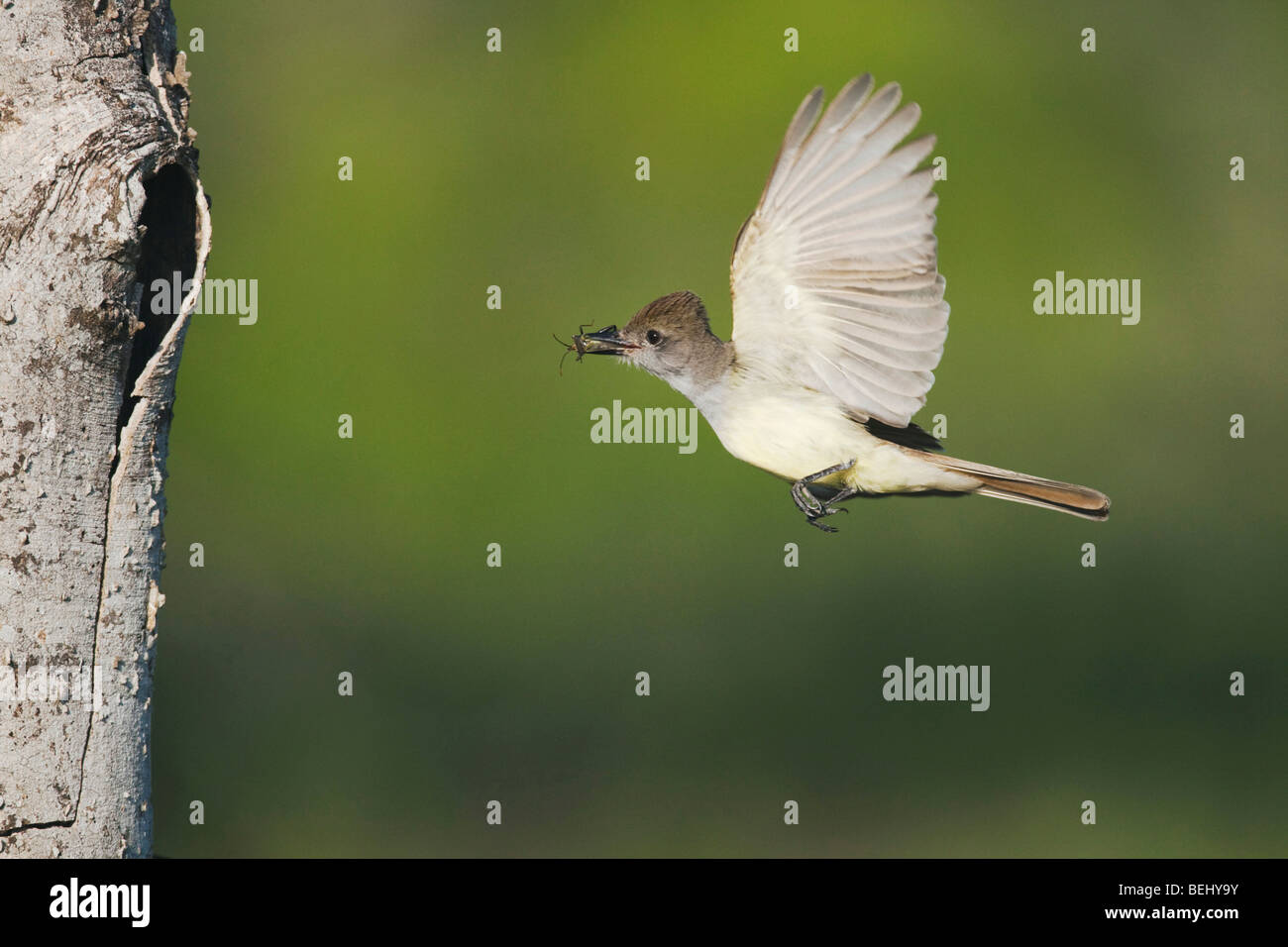Brown-crested Flycatcher (Myiarchus tyrannulus), adult in flight with ...