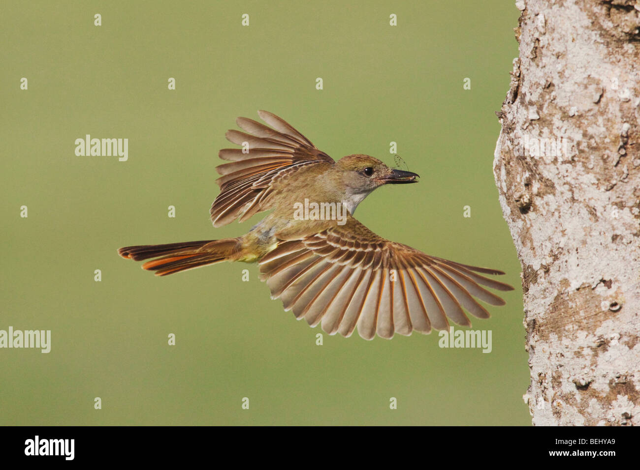 Birds that catch insects in flight hi-res stock photography and images ...