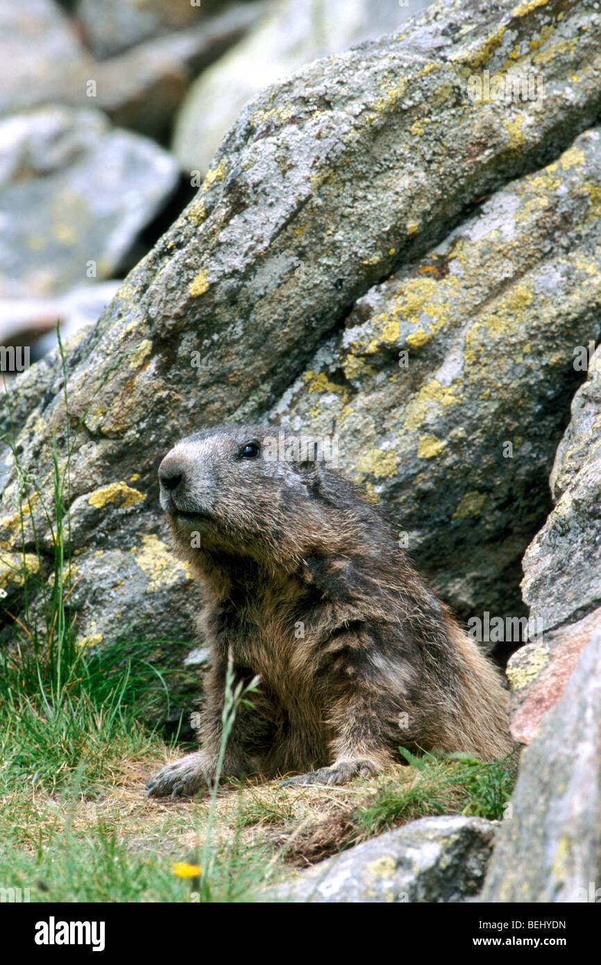 Alpine marmot (Marmota marmota) sitting in entrance of burrow amongst ...