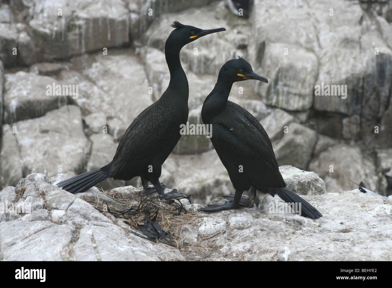 Two shags (Phalacrocorax Aristotelis) in summer plumage, on Farne ...