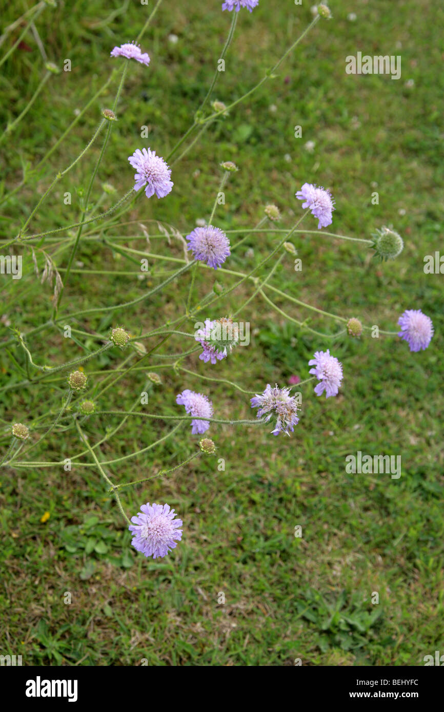 Field Scabious, Knautia arvensis, Dipsacaceae Stock Photo - Alamy