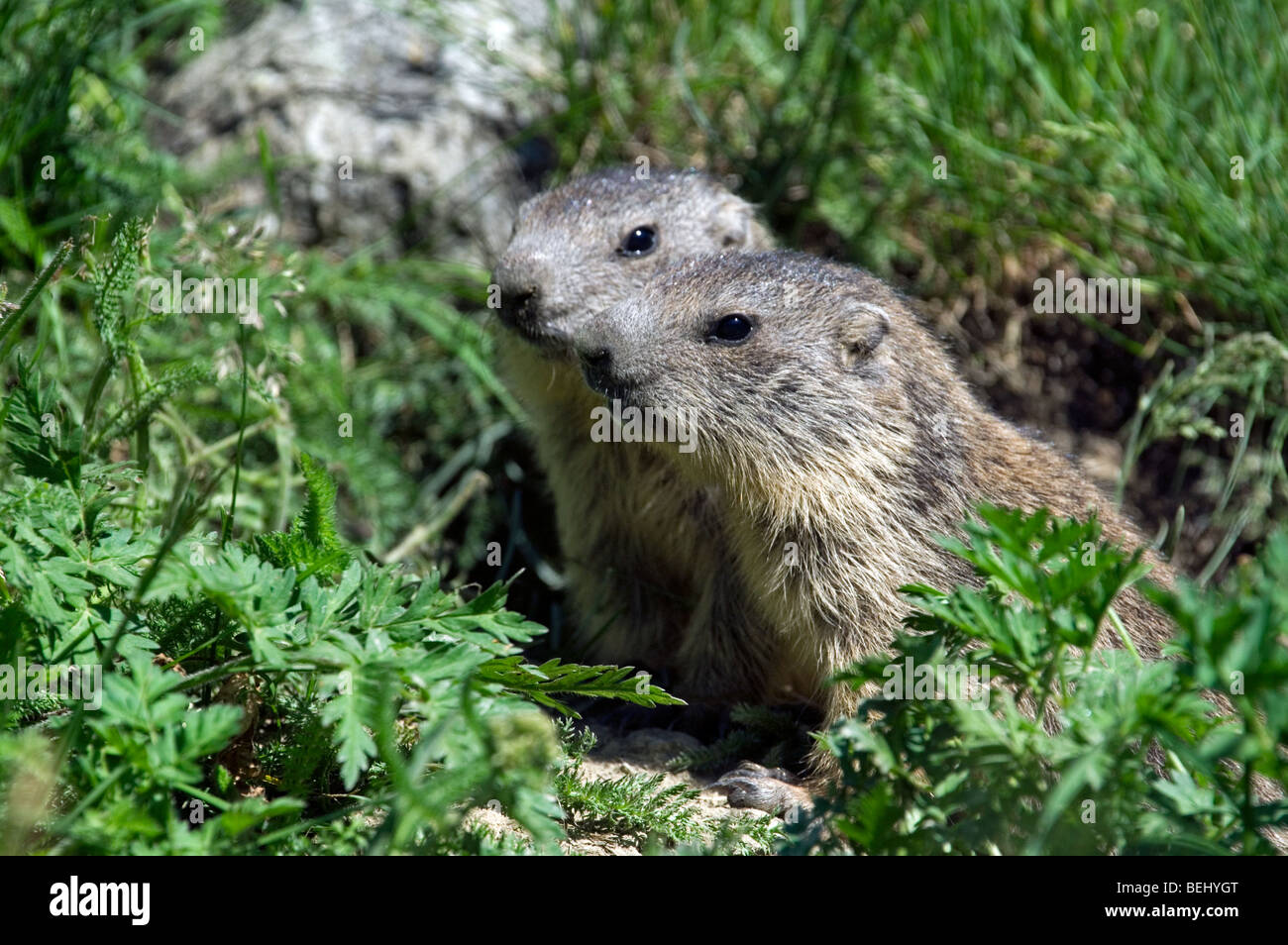 Two curious young Alpine marmots (Marmota marmota) at entrance of burrow, Gran Paradiso National ...