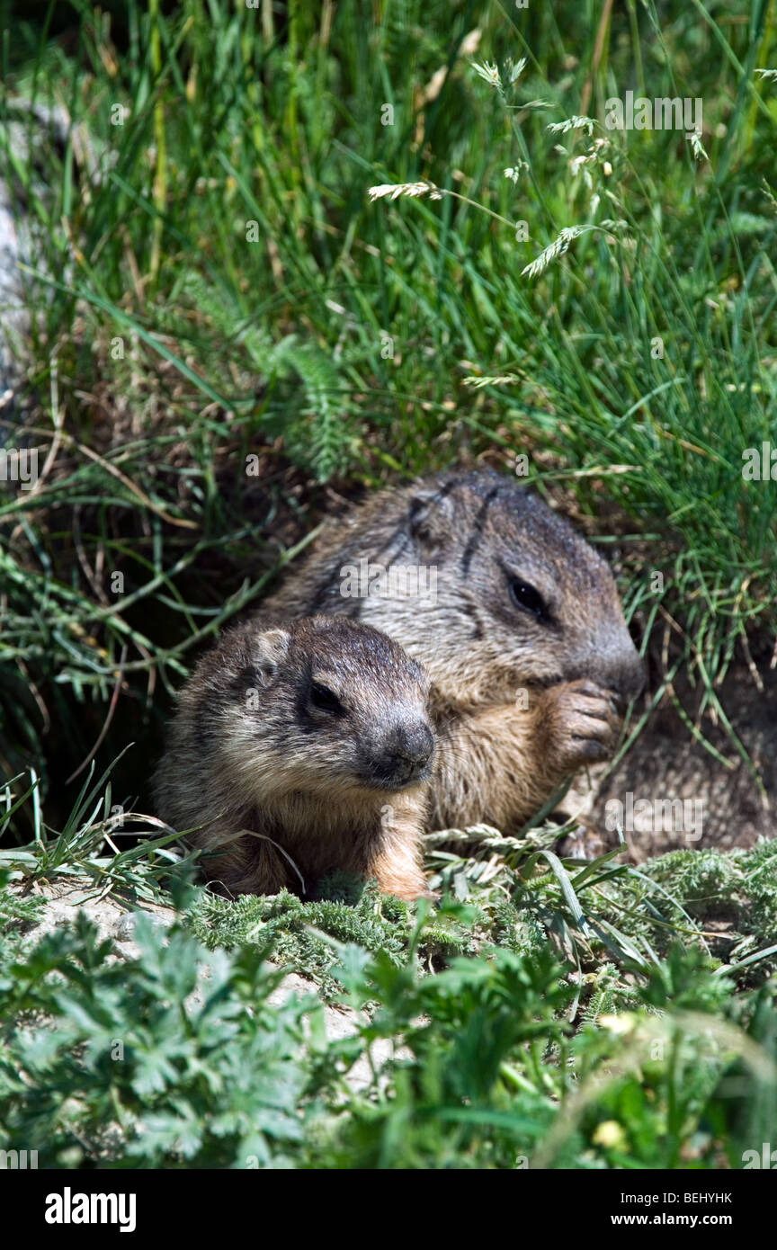 Two curious young Alpine marmots (Marmota marmota) at entrance of burrow, Gran Paradiso National ...