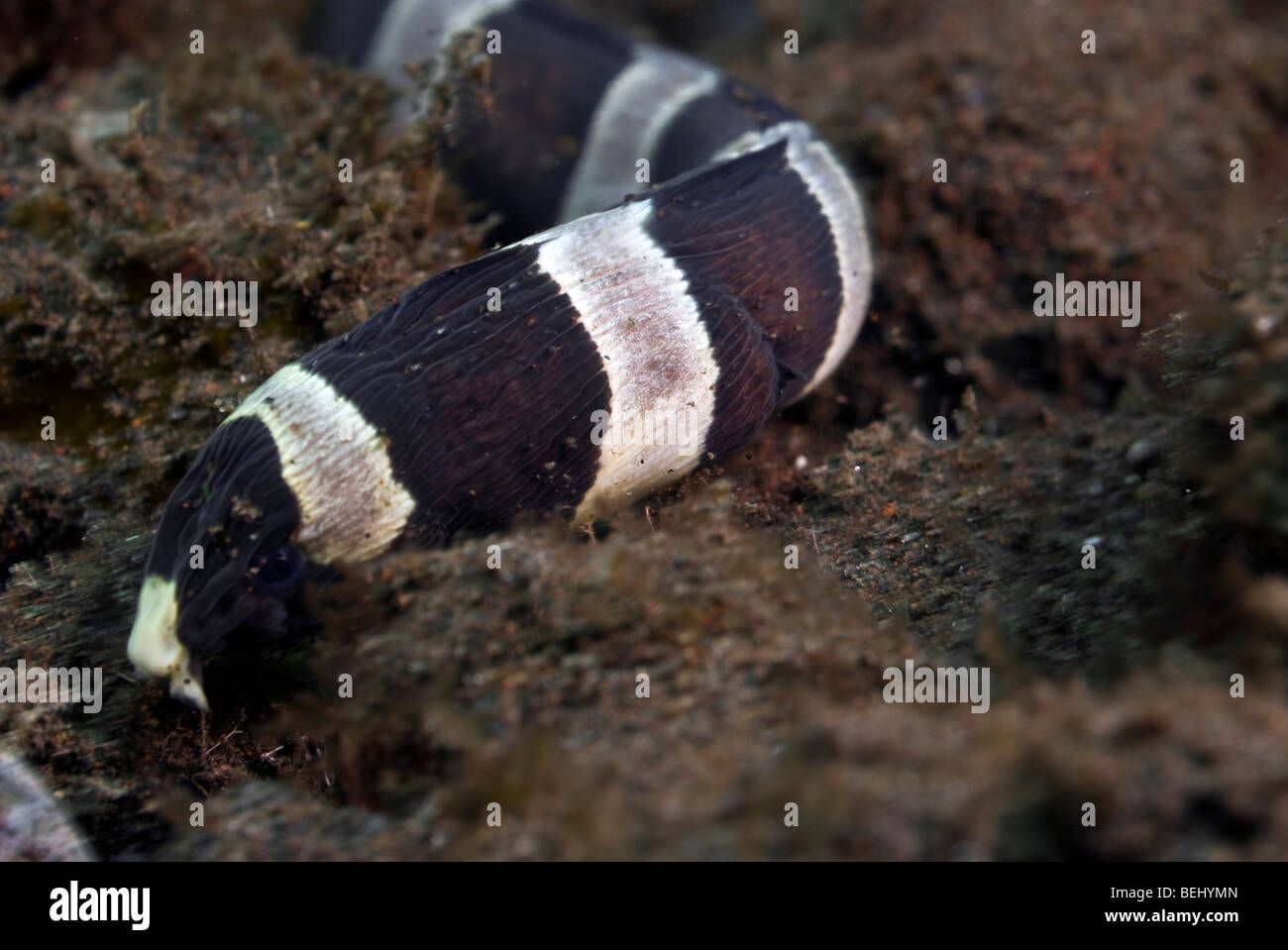 Convict snake eel under water Stock Photo - Alamy