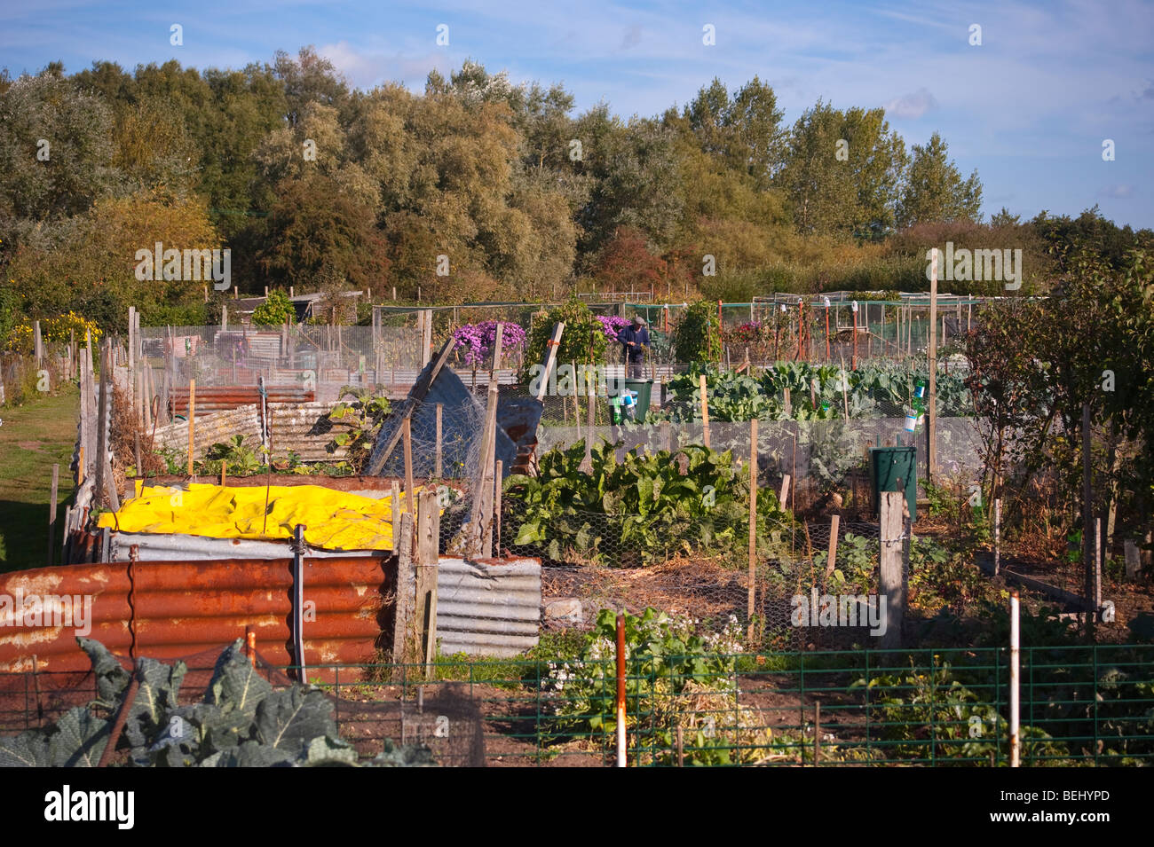 The allotments near the common in Beccles , suffolk , Uk Stock Photo ...