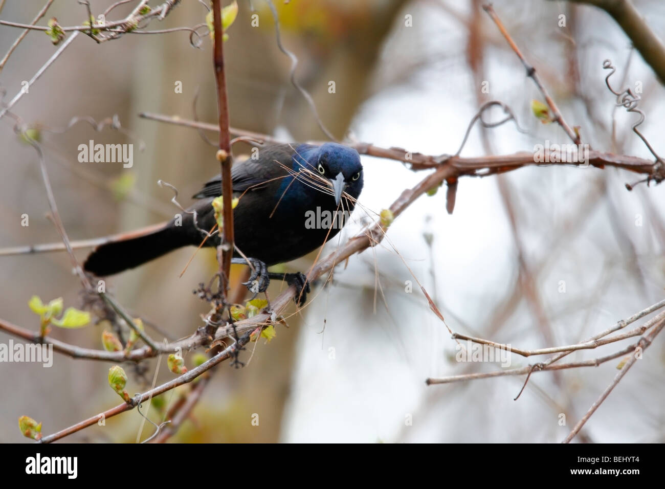 Common Grackle (Quiscalus quiscula versicolor), Bronzed subspecies ...