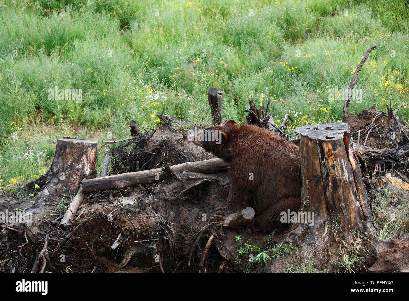 Brown bear a wild animal in Michigan MI Upper Peninsula pictures images ...