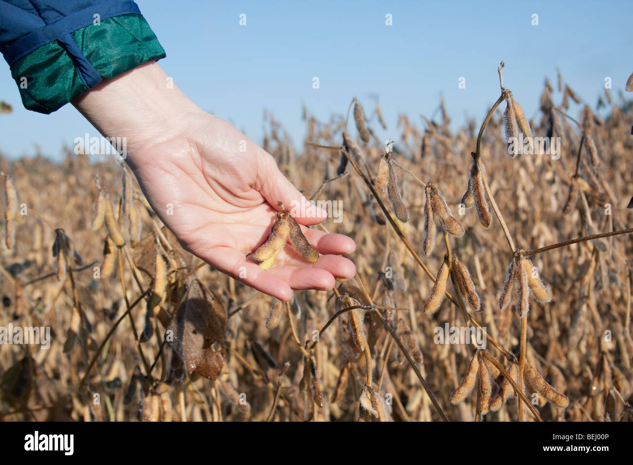 Soybean field family hi-res stock photography and images - Alamy