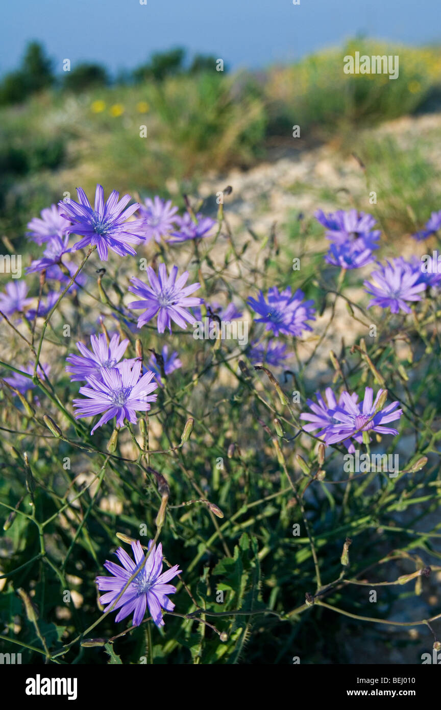 Chicory flowers (Cichorium intybus) in field, Provence, France Stock ...