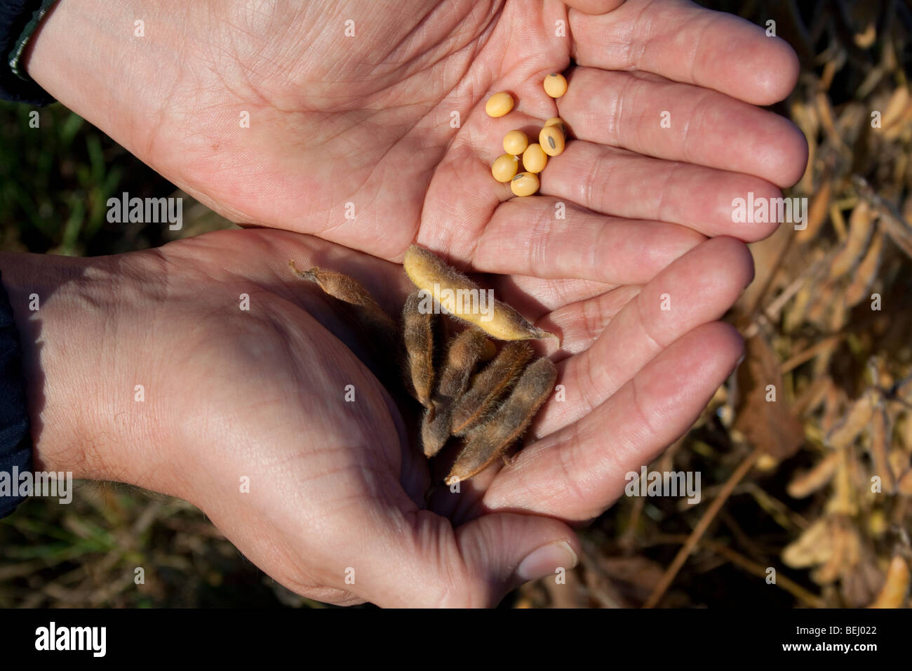 Soybeans, mature, ripened, Saginaw County, Michigan, USA, by Dembinsky ...