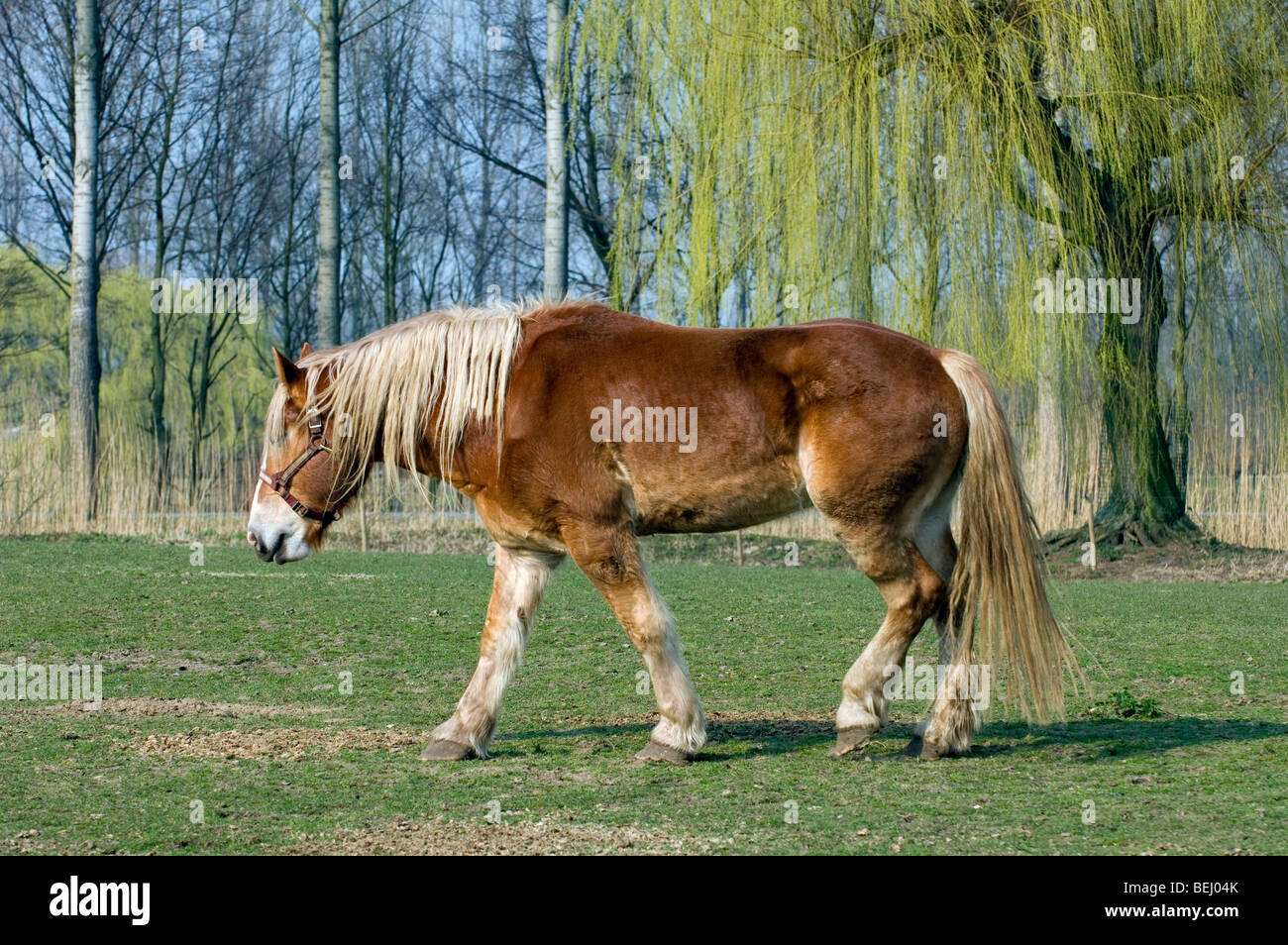 Ardennes ardennais draft draught cart hi-res stock photography and ...
