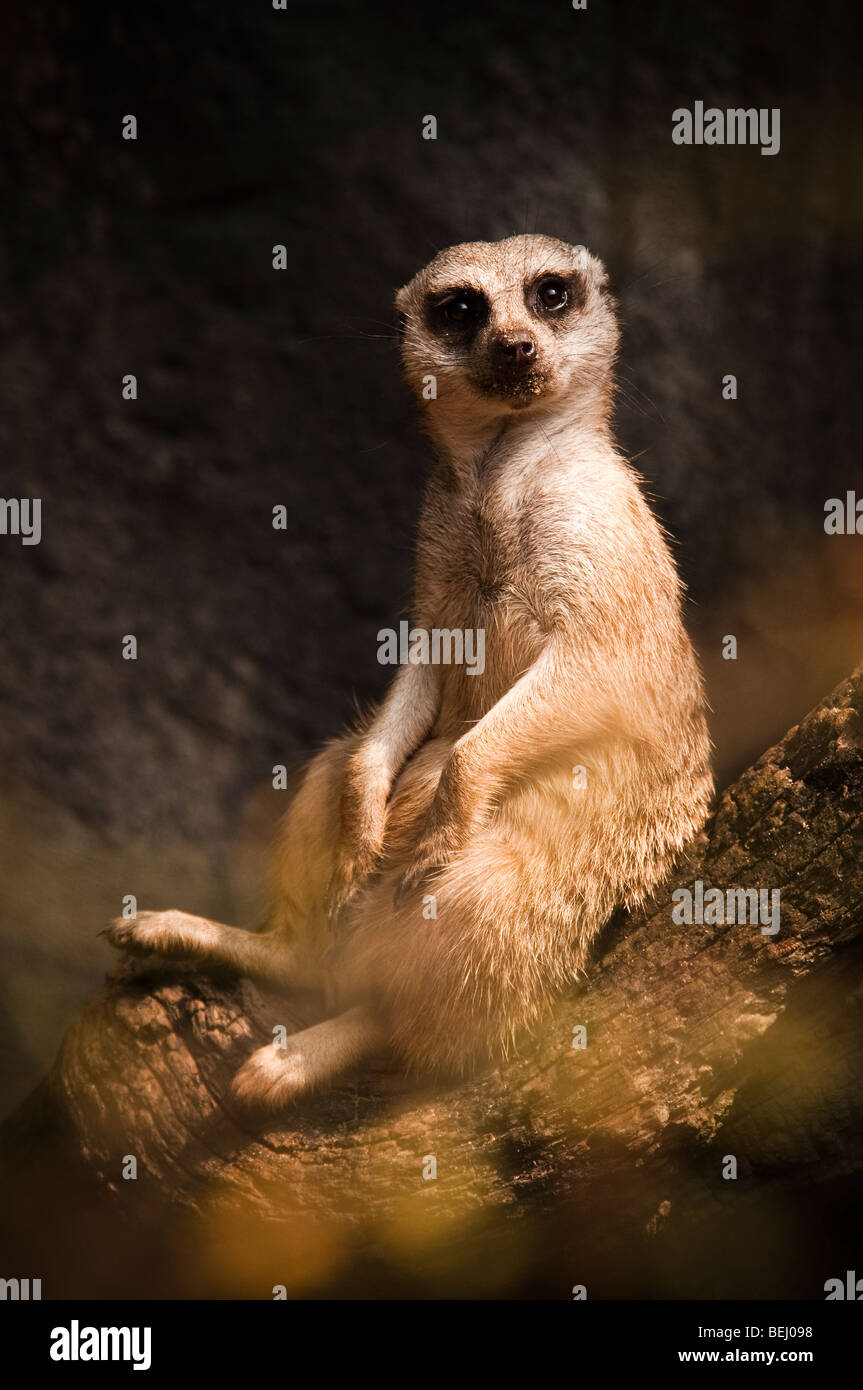 The Lazy Meerkat Stock Photo - Alamy