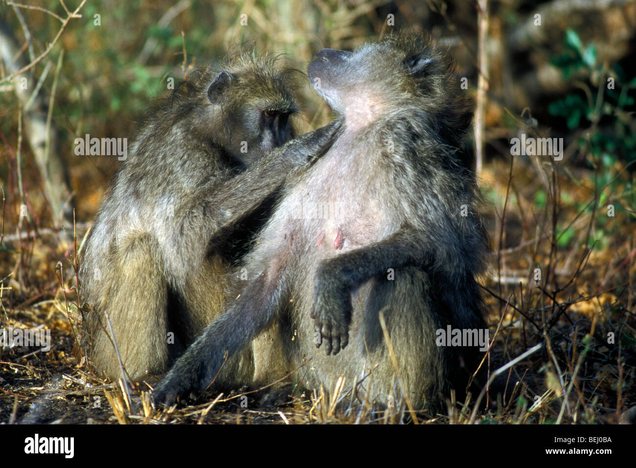 Two Chacma baboons grooming (Papio ursinus) fleece and picking fleas ...