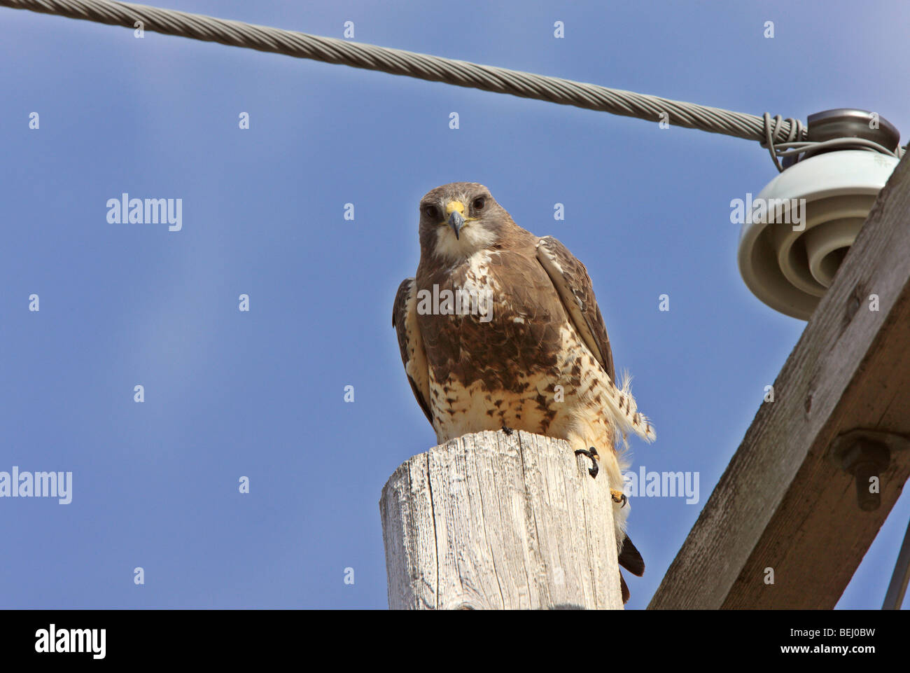 hawk nature bird Stock Photo - Alamy