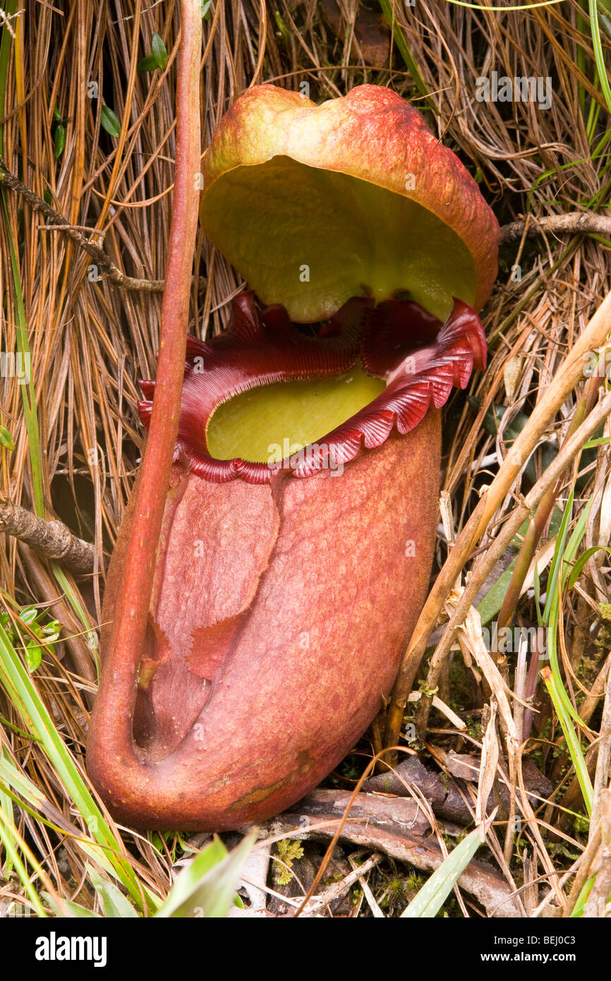 Nepenthes rajah kinabalu hi-res stock photography and images - Alamy